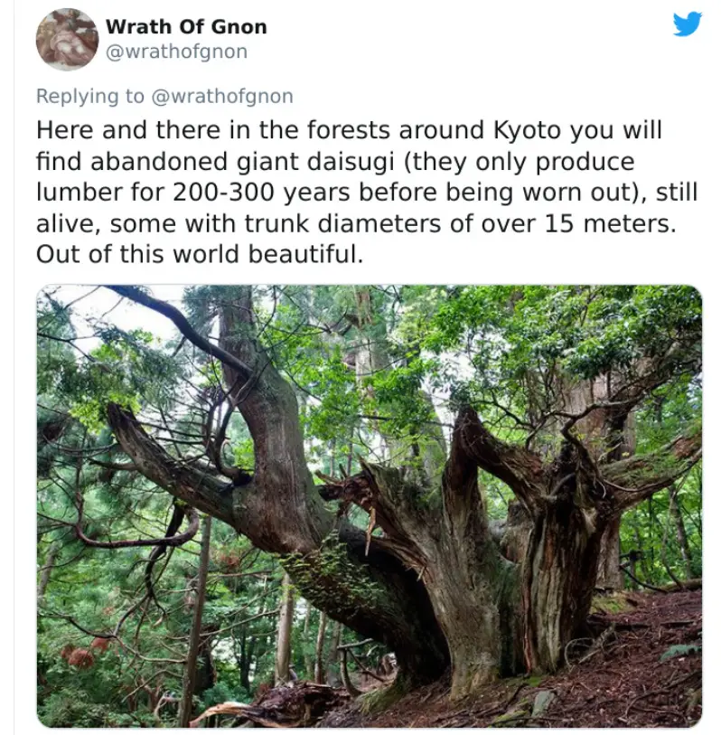 Japan Has Produced Wood for 700 Years With an Ancient Technique That ...