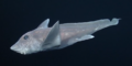 Deep-Sea Ghost Shark Filmed For The First Time — And Yes, These ...