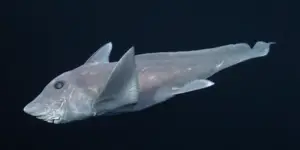 Deep-Sea Ghost Shark Filmed For The First Time — And Yes, These ...