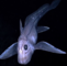 Deep-Sea Ghost Shark Filmed For The First Time — And Yes, These ...