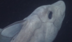 Deep-Sea Ghost Shark Filmed For The First Time — And Yes, These ...