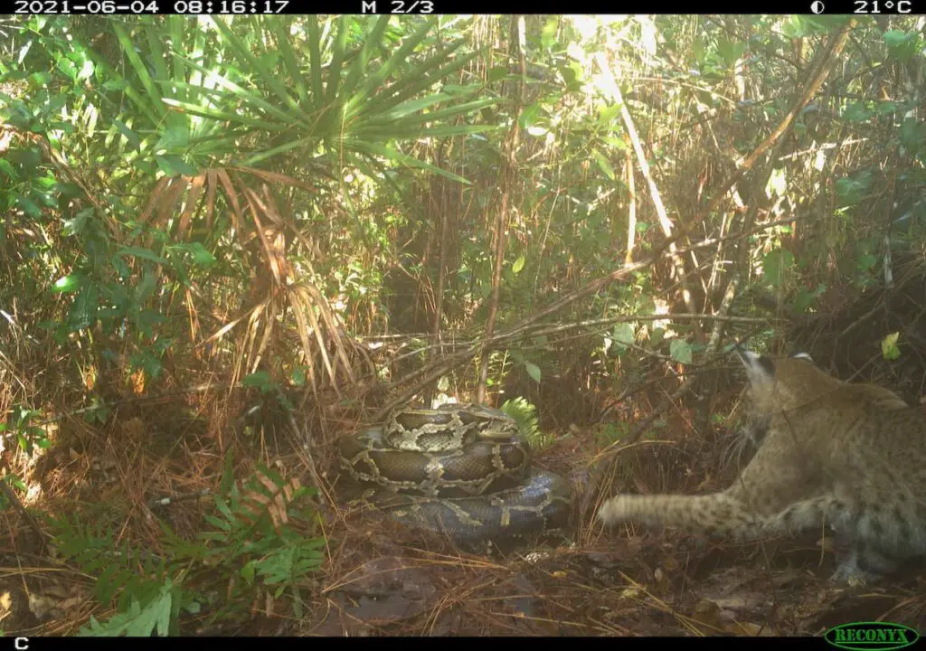 Scientists Thrilled — Bobcat Filmed Eating Invasive Python Eggs for ...