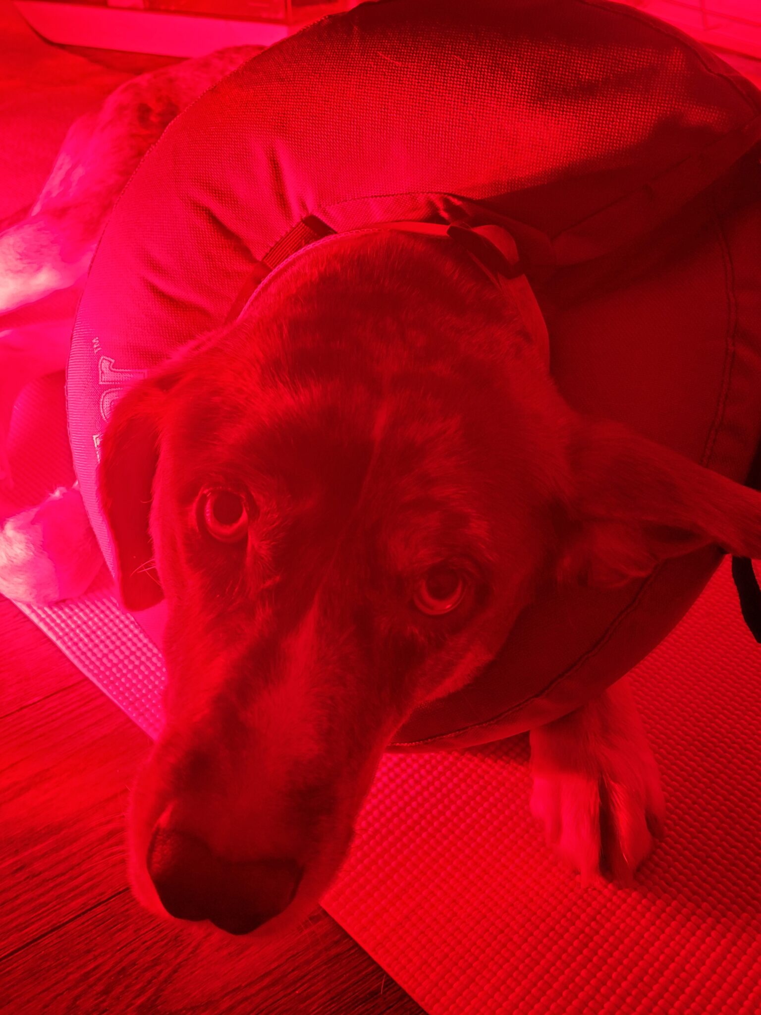 How This 10 Dollar Dog Toy Ended Up Costing This Dog Owner $3000 and ...