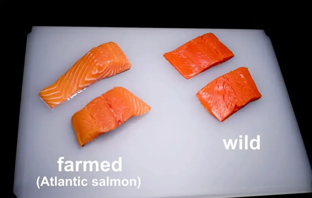 Unveiling the Alarming Truth: Is Farm-Raised Salmon Just As Deadly To ...