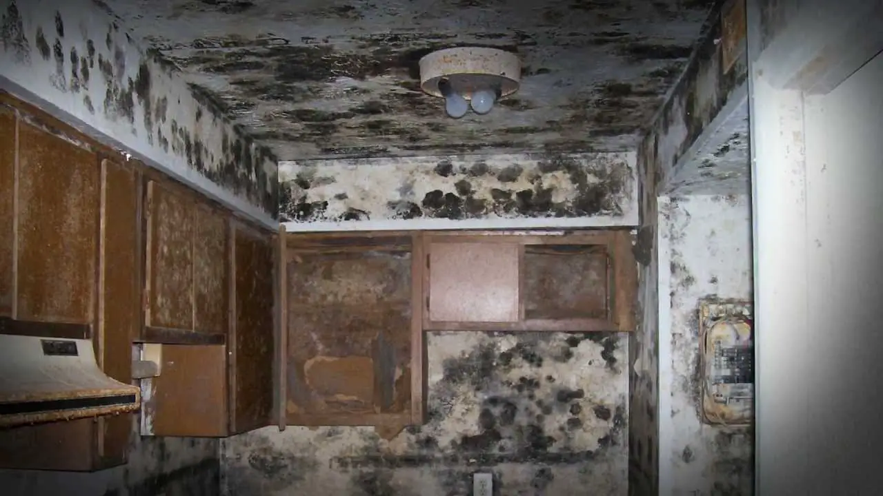 Mold Spores Can Take Root And Grow In 3 Specific Parts Of The Body ...