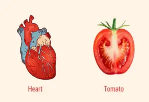10 Fruits And Vegetables That Resemble The Body Parts They Support ...