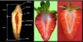 10 Fruits And Vegetables That Resemble The Body Parts They Support ...