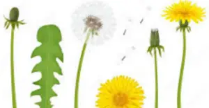It's Dandelion Season! Here's How To Use The 3-Parts Of The Flower To ...